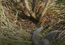 How to Cut Broom • Broombusters - Cut Broom in Bloom, Vancouver Island ...